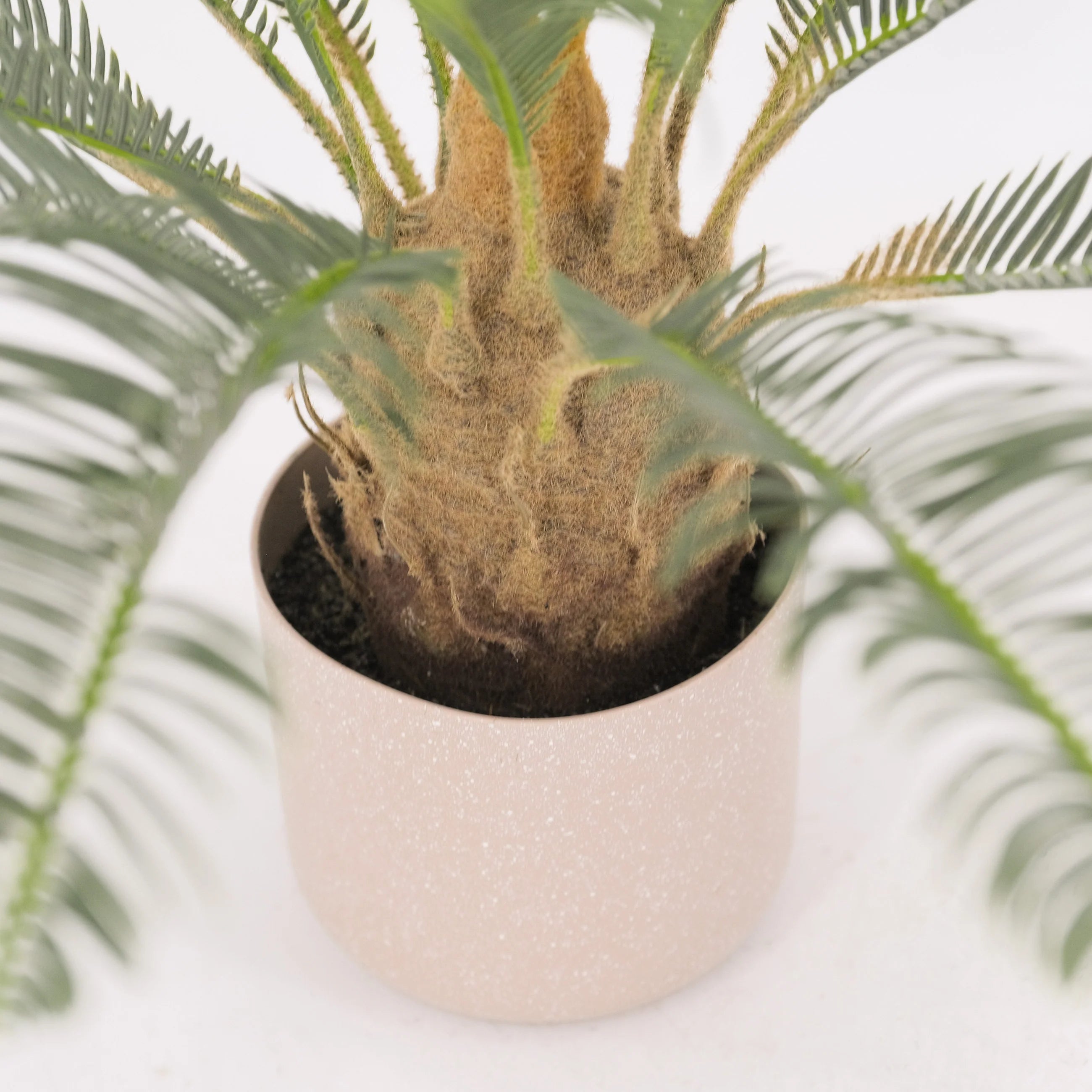Cycad Palm (60cm) – The Foliage Edit