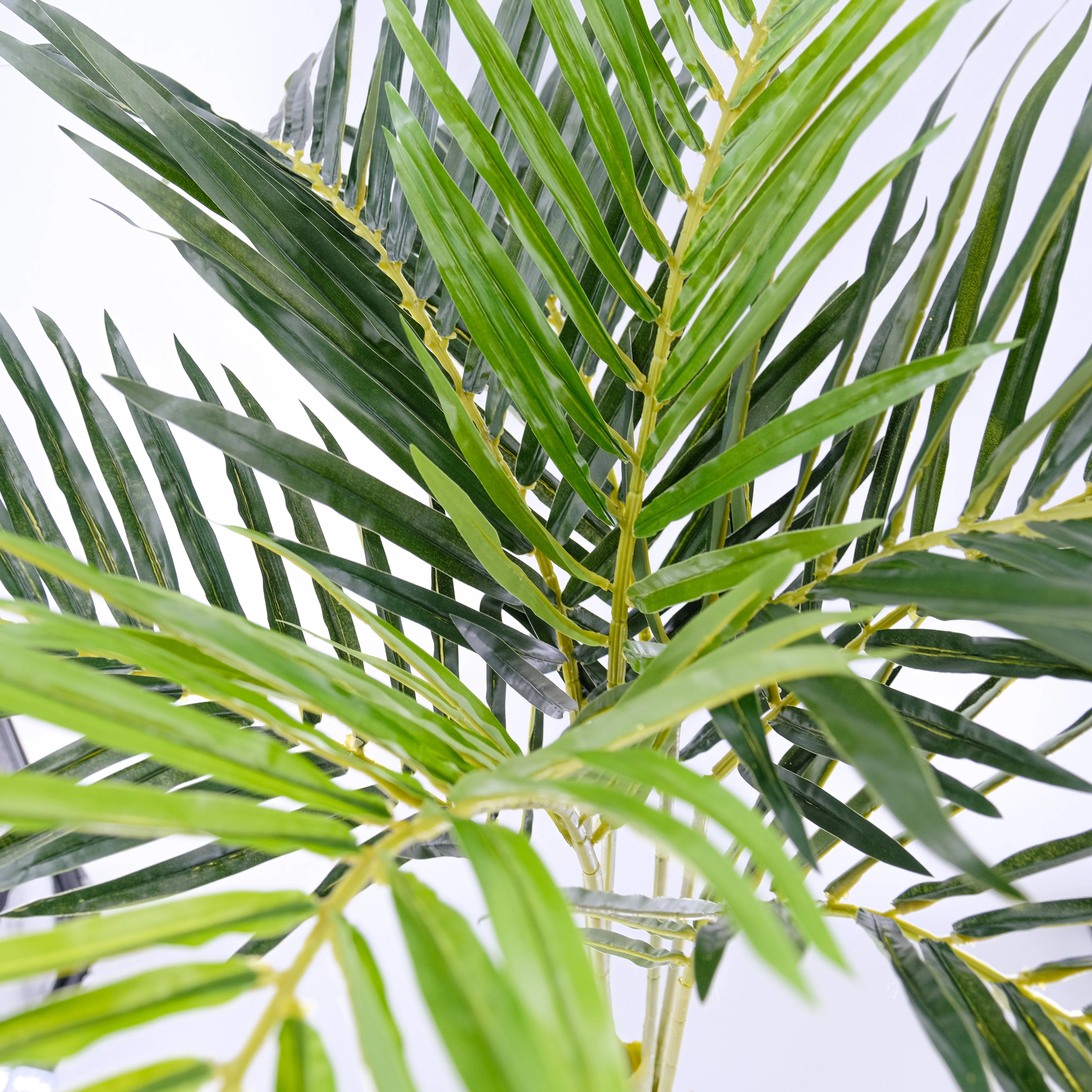Phoenix Palm (130cm) – The Foliage Edit